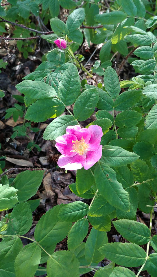 Wild Rose Season – Alauna Whelan